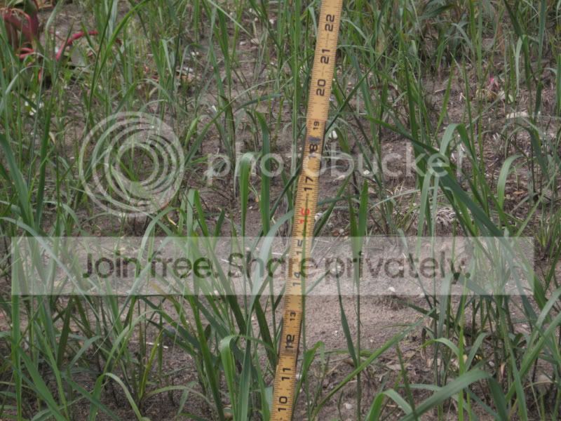 Pics Switchgrass weed control Work in progress | Michigan Sportsman Forum